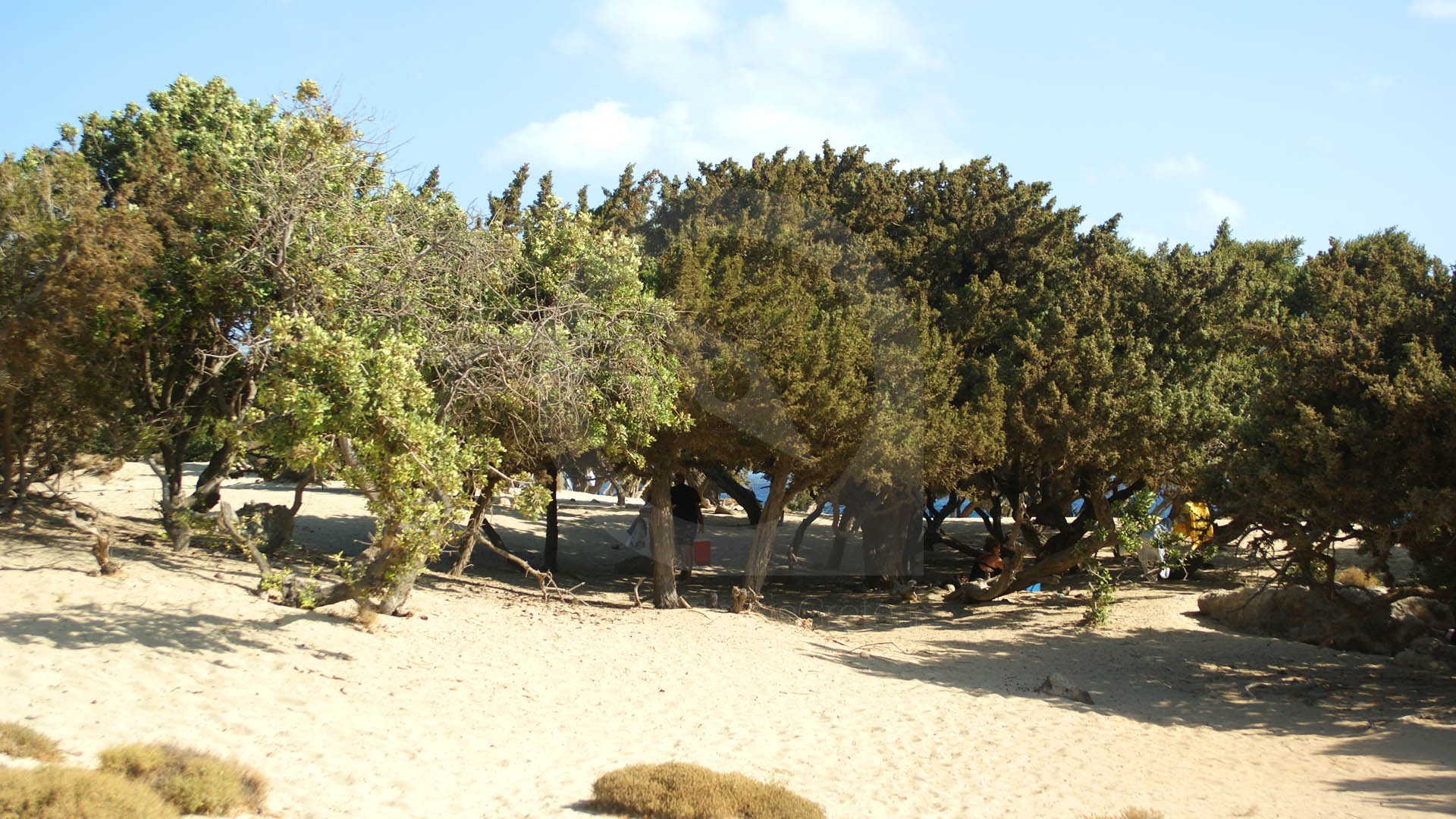 Chania forests - thisiscrete . travel guide of Crete