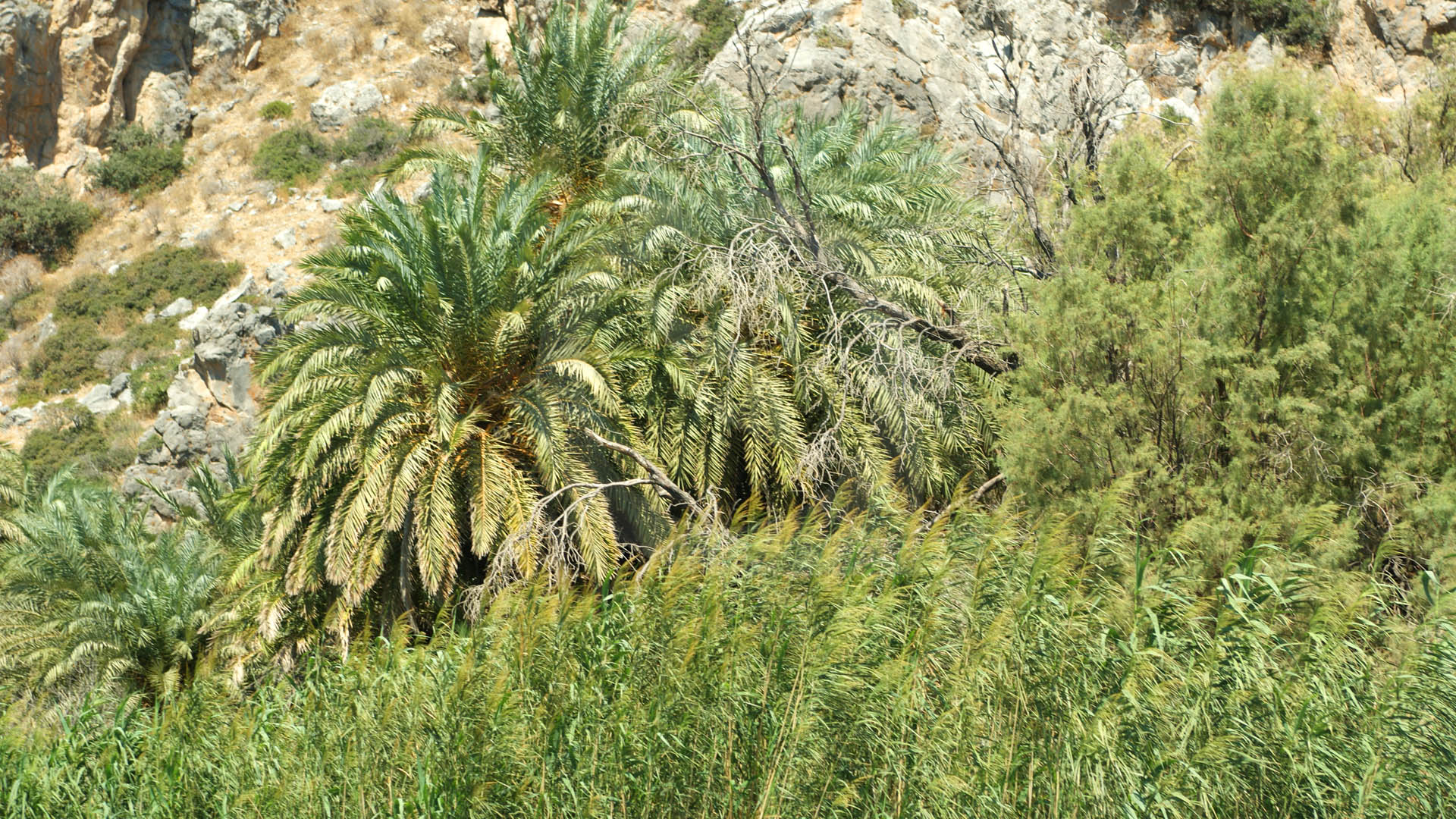 Δάση Ρεθύμνου - thisiscrete . travel guide of Crete
